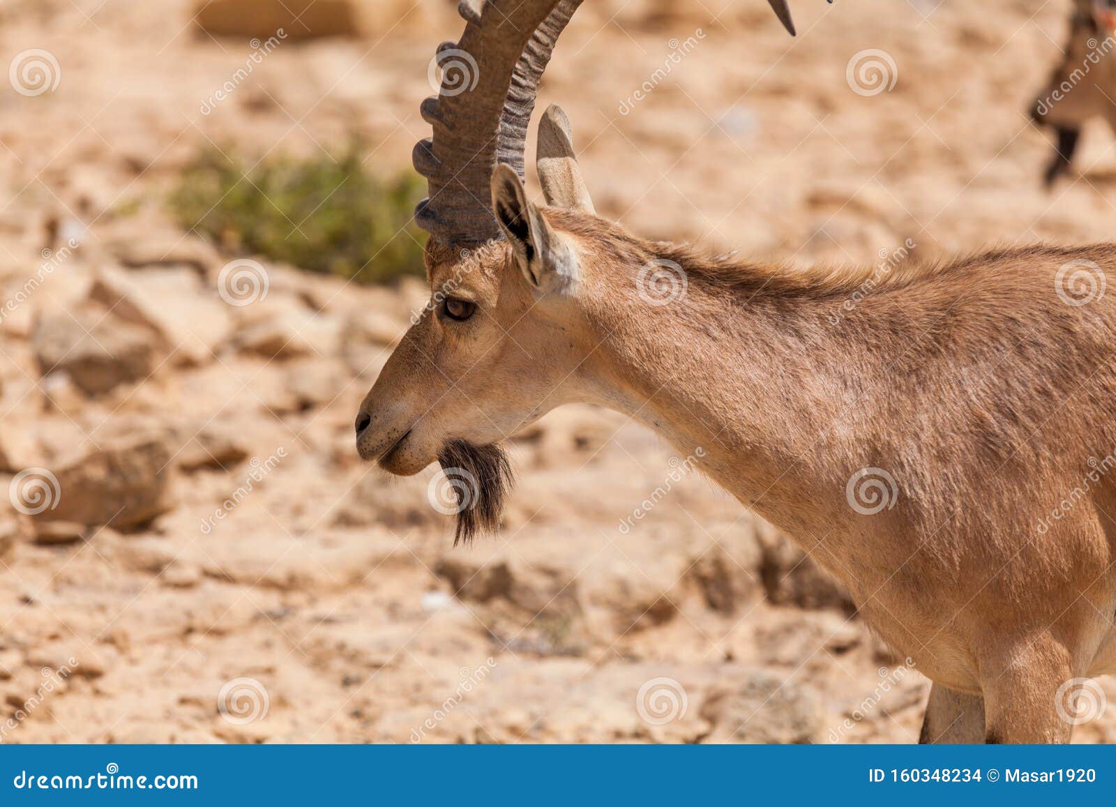 Nice View of Nubian Ibex Goat Stock Photo - Image of road, israel ...