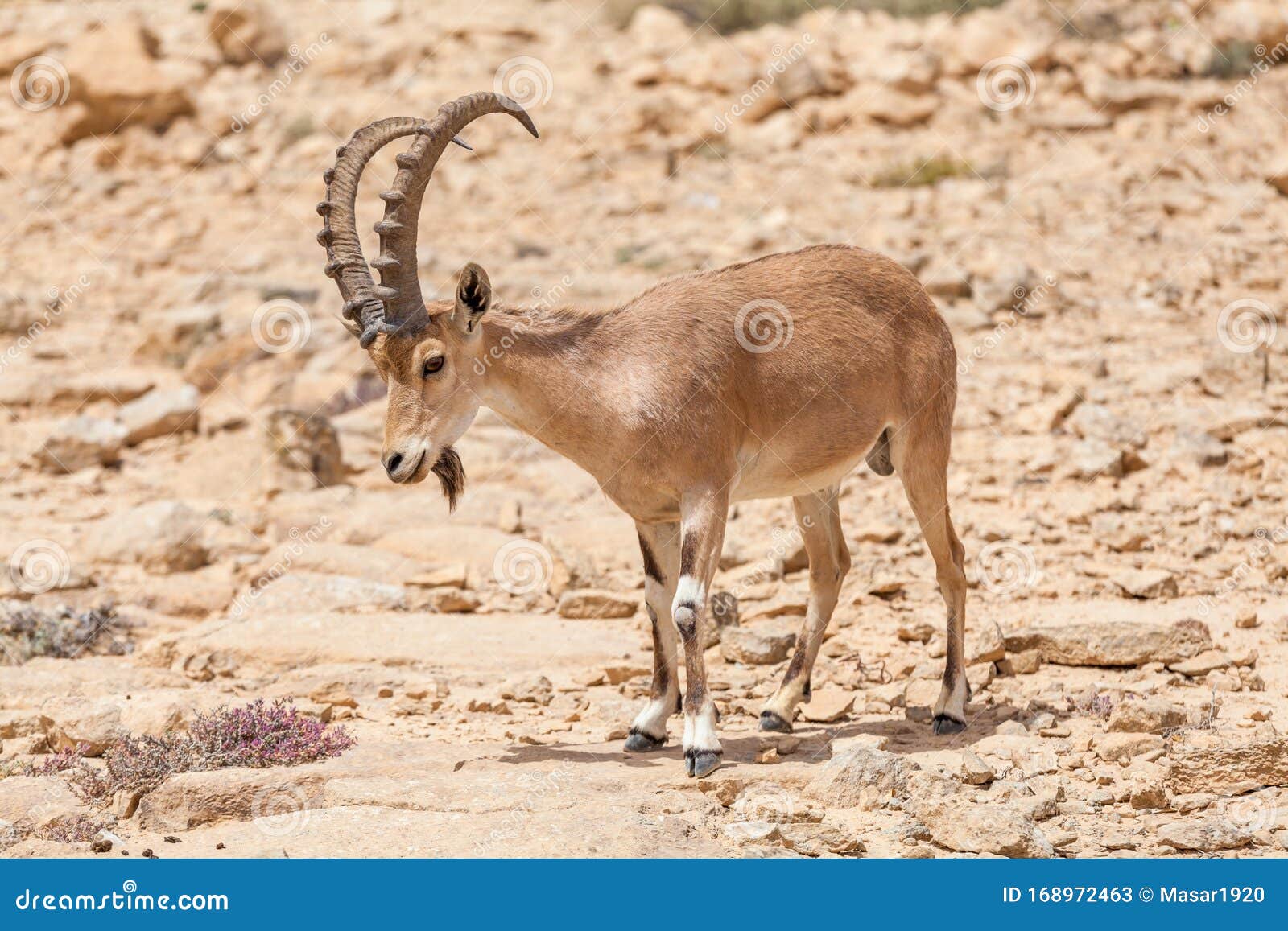 Nice View of Nubian Ibex Goat Stock Image - Image of national ...