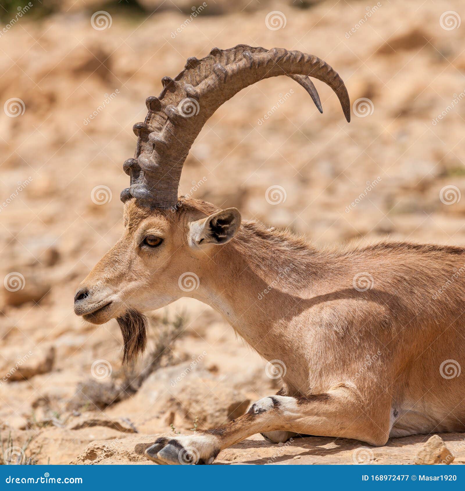 Nice View of Nubian Ibex Goat Stock Image - Image of animal, rural ...