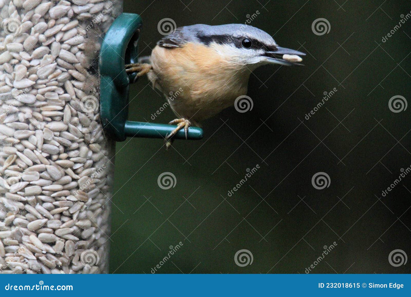 A view of a Nuthatch stock image. Image of feeder, nature - 232018615