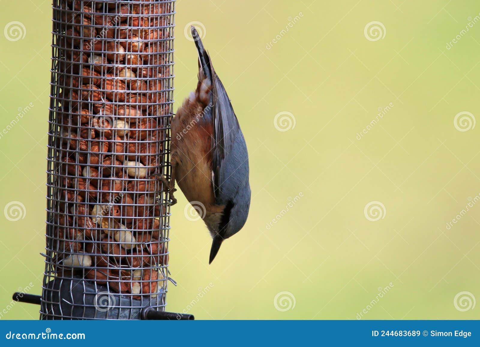 A view of a Nuthatch stock image. Image of natural, ground - 244683689