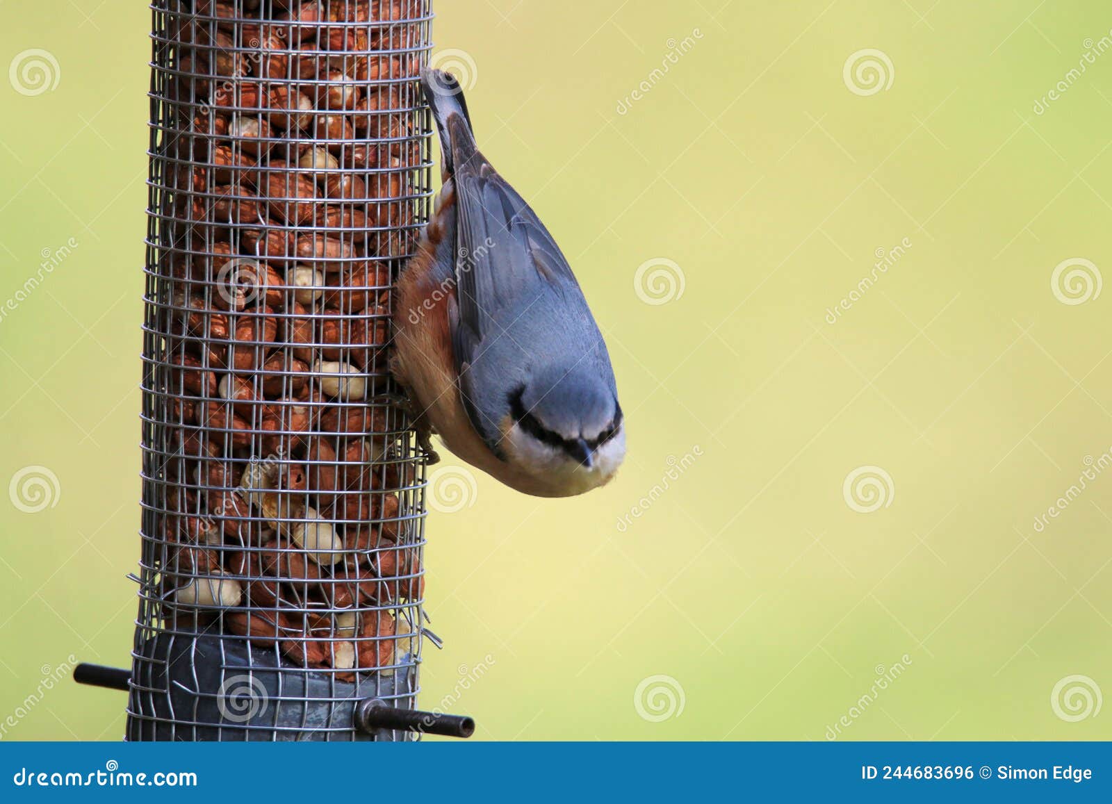 A view of a Nuthatch stock photo. Image of chester, nuthatch - 244683696
