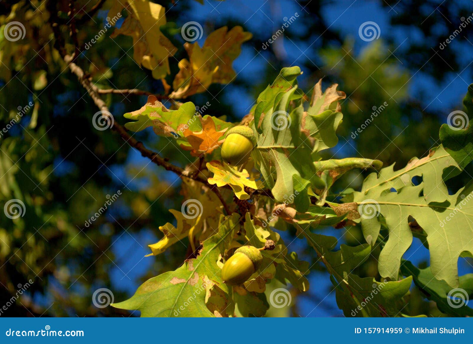 View of Oak Acorns Hanging on a Tree Branch in the Rays of Sunset ...