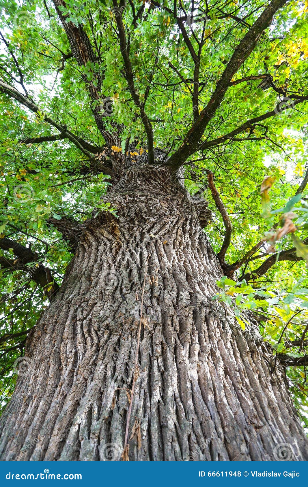 View of the oak tree stock photo. Image of plants, leaf - 66611948