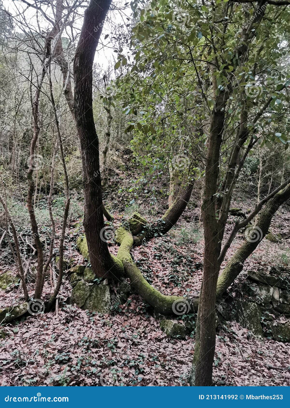 Occitanie View of an Oak Tree in the Shape of an Octopus Stock Photo ...