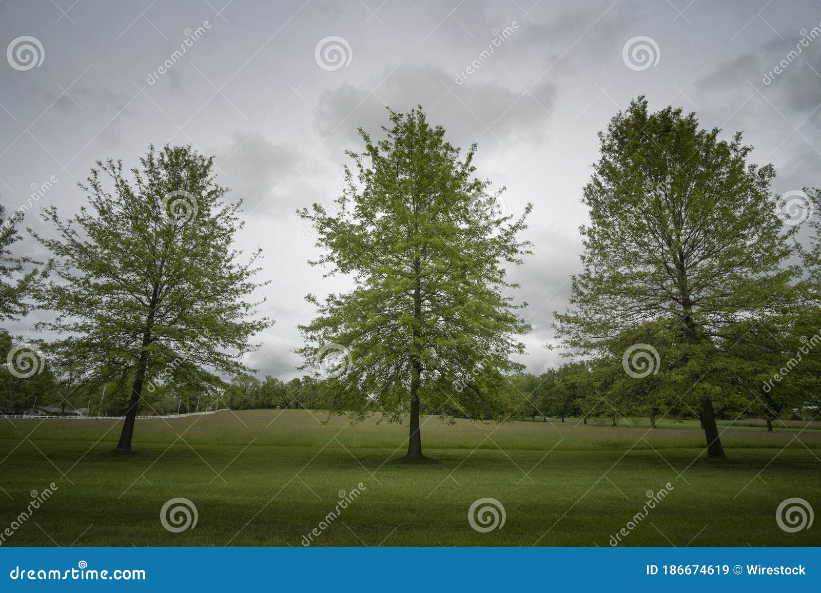 View of Oak Trees Standing Side by Side Stock Image - Image of ...