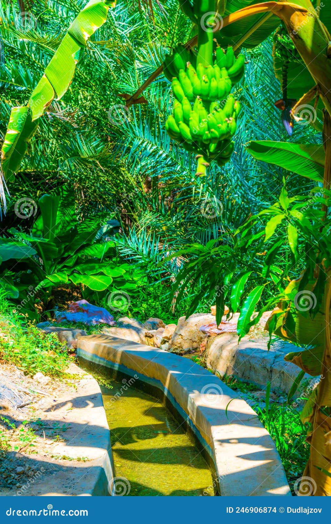 View of an Oasis with Typical Falaj Irrigation System in the Wadi Tiwi ...