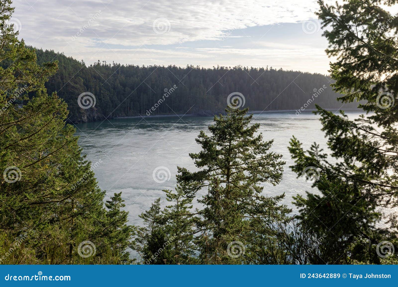 View of Ocean Inlet through Trees on Cliff Stock Image - Image of misty ...