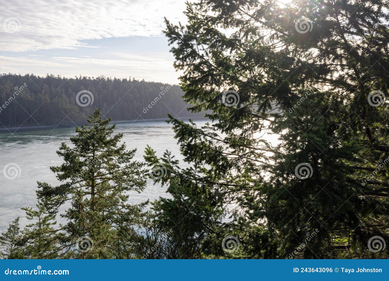Sun through Cliffside Trees Over Ocean Inlet Stock Photo - Image of ...