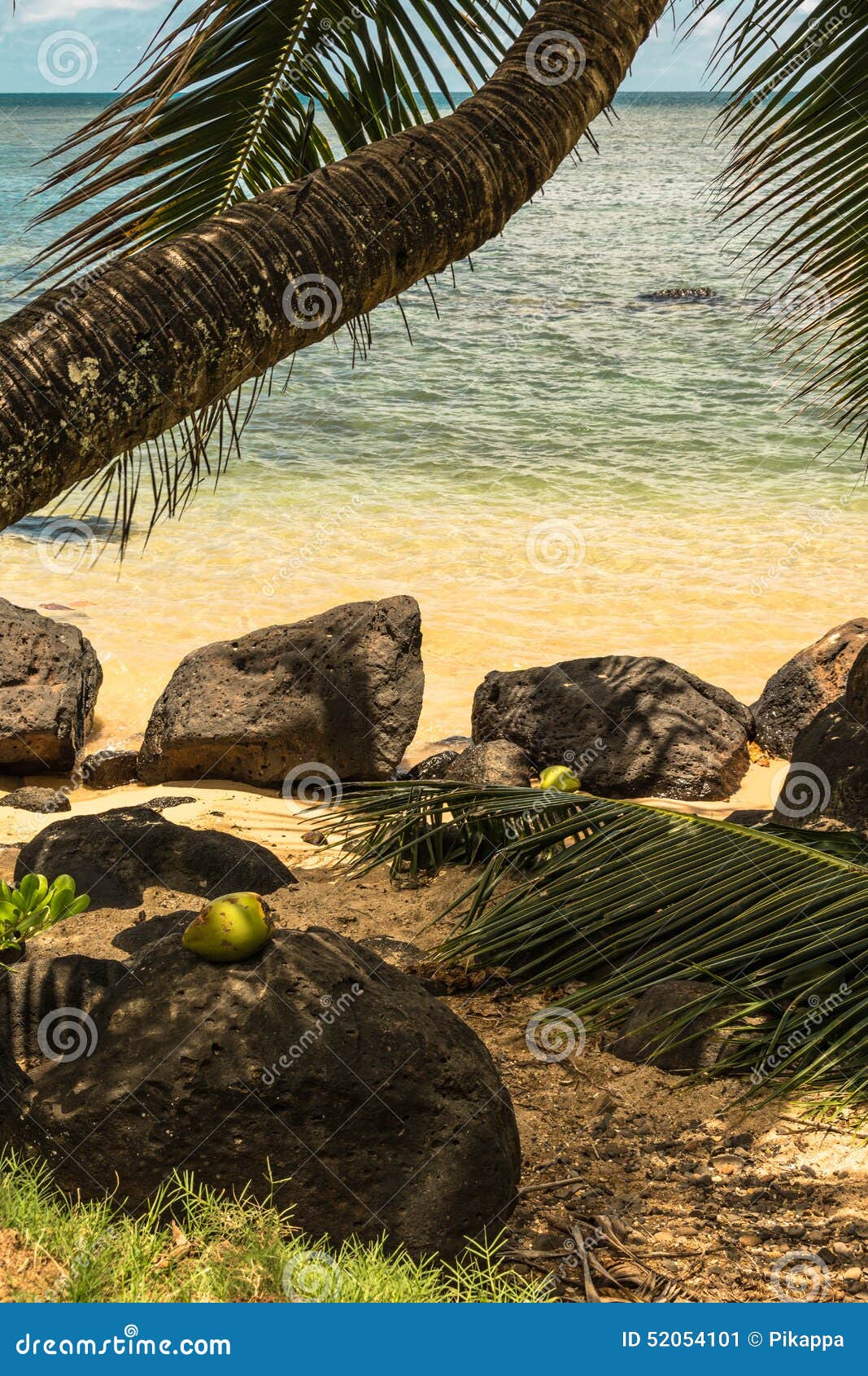 View of the Ocean with Palm Tree, Hawaii Stock Image - Image of lawn ...