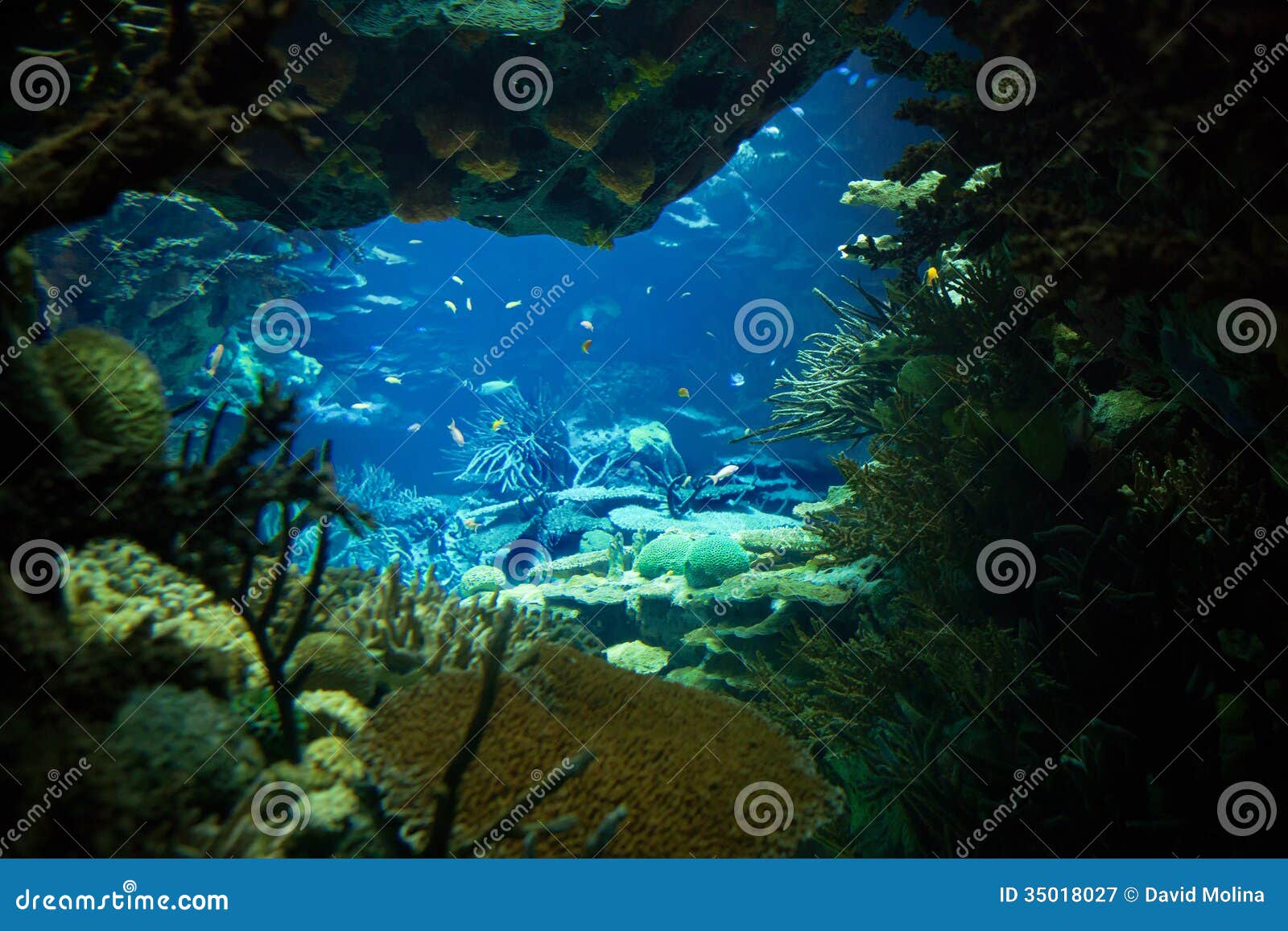 View of the Ocean, Under the Water. Stock Image - Image of aquatic ...