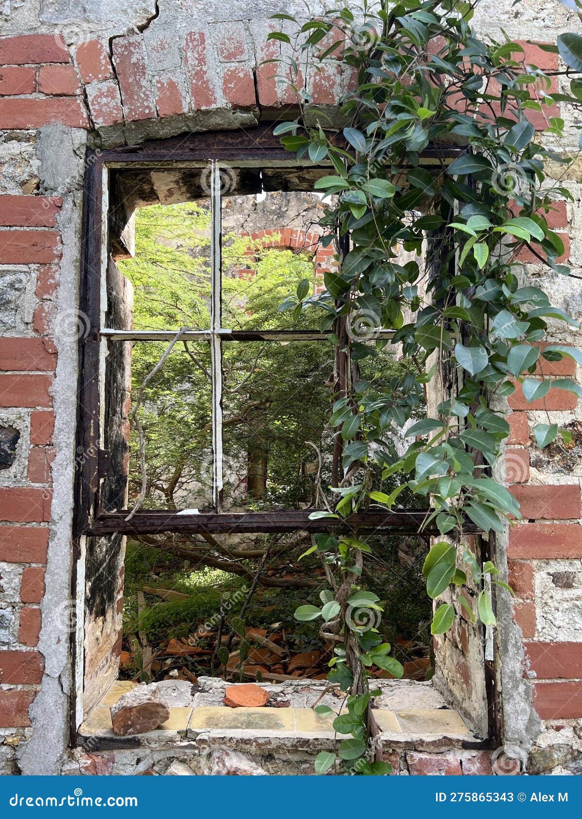 View through an Old Abandoned Window of a Brick Building with Vines ...