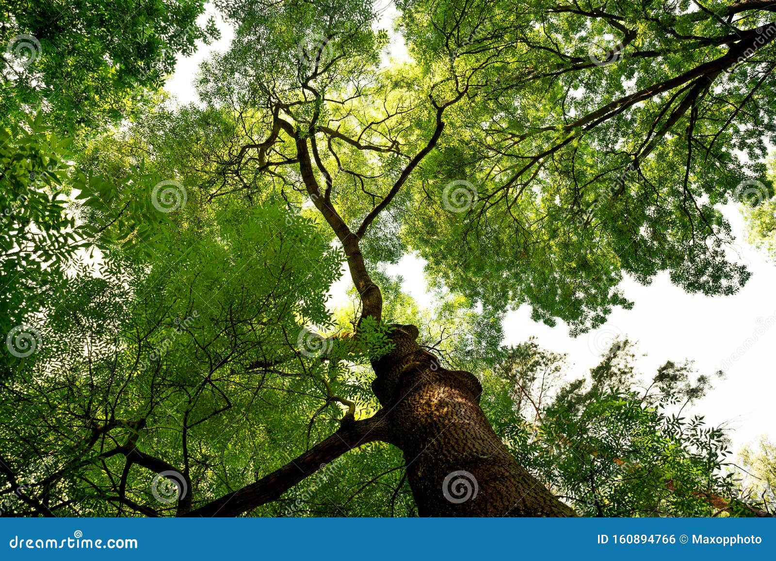 The View of the Old and Big Tree from Down To the Treetop with Leaves ...