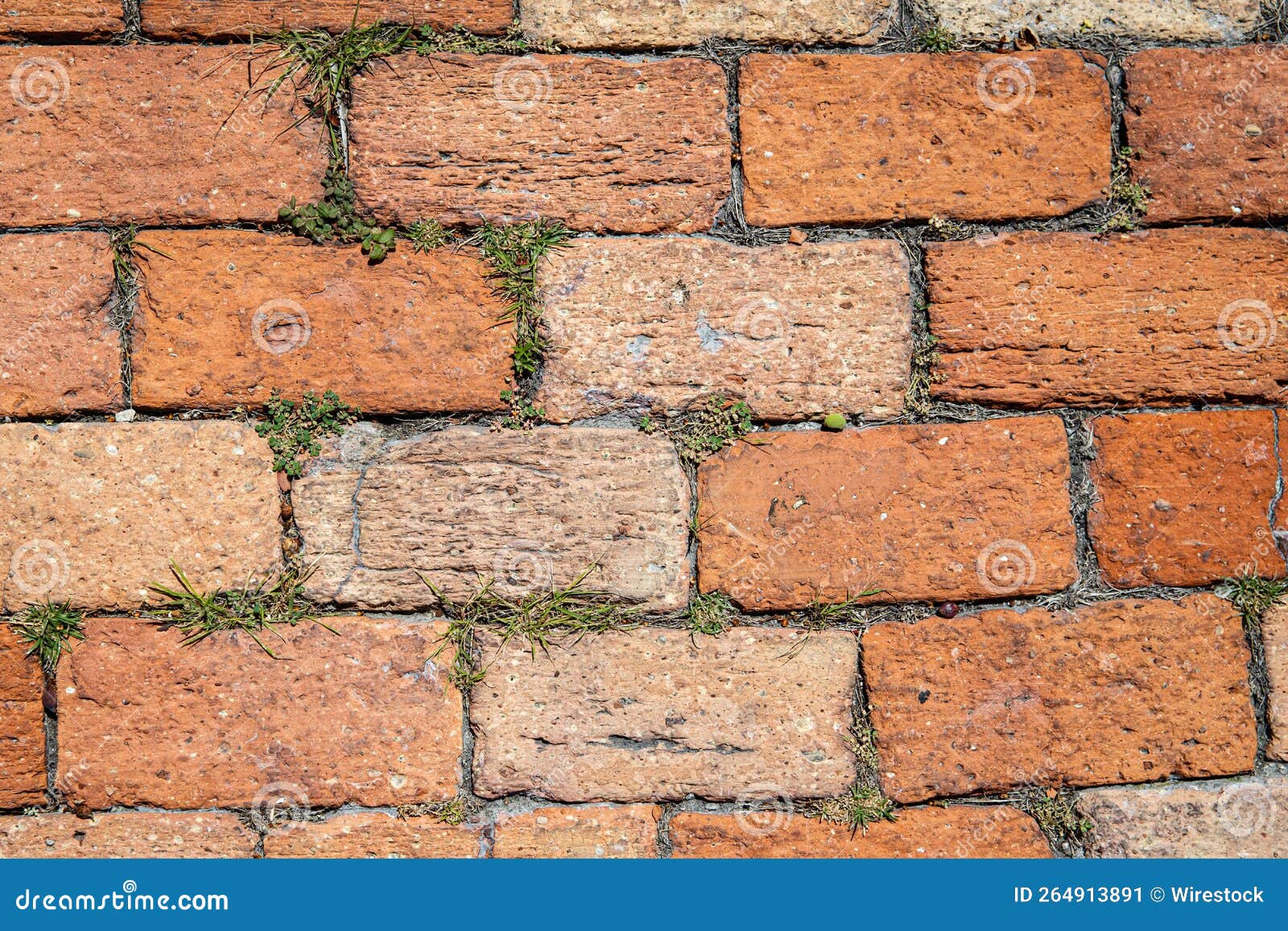 View of an Old Brick Wall with Plants Growing between the Bricks Stock ...