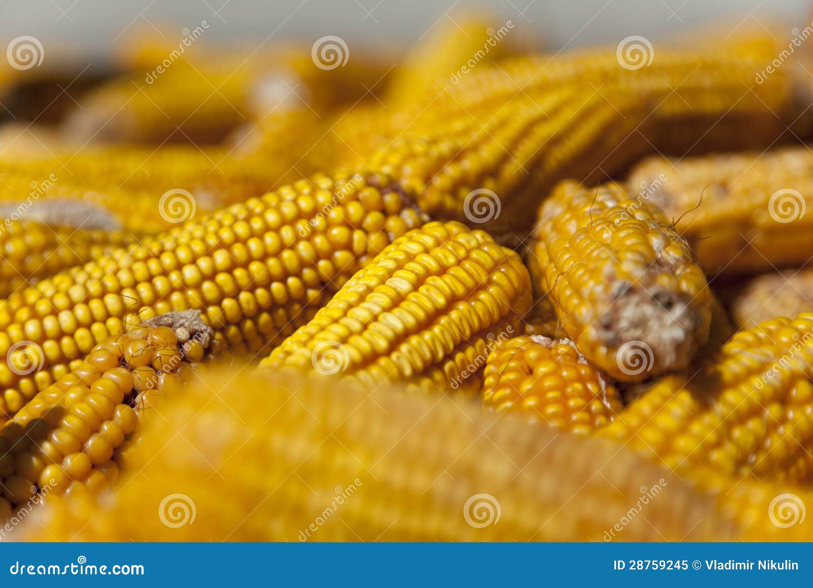 View at old corns stock image. Image of appetizing, grain - 28759245