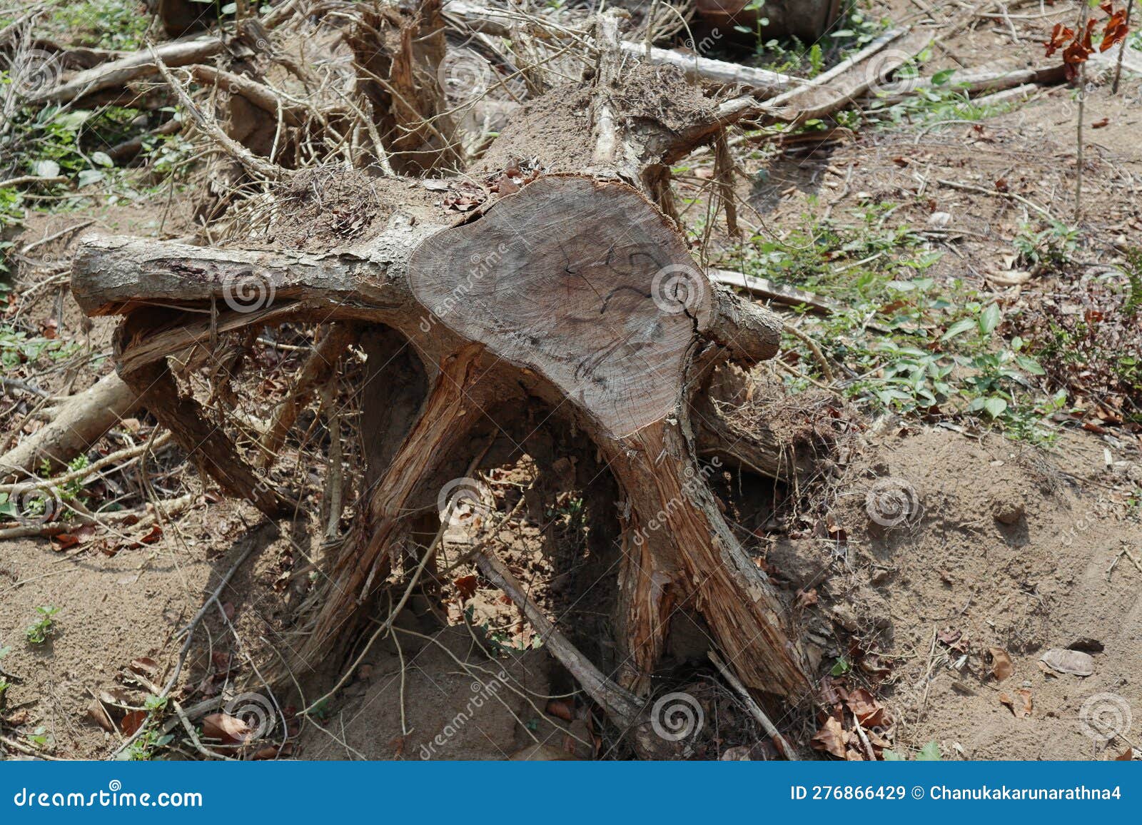 View of an Old Cutting Surface of an Excavated Tree Stump Stock Image ...