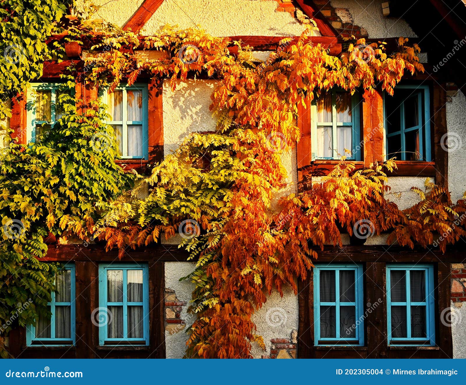 View of an Old House Covered by Overgrown Plant on the Wall Stock Photo ...