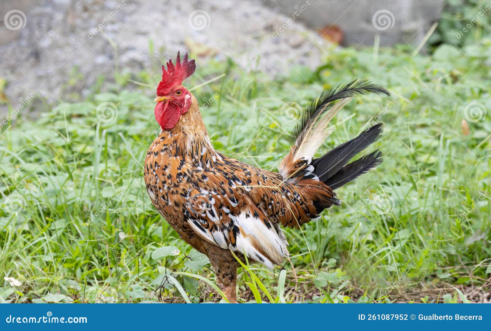 View of an old Rooster stock photo. Image of flock, feathers - 261087952