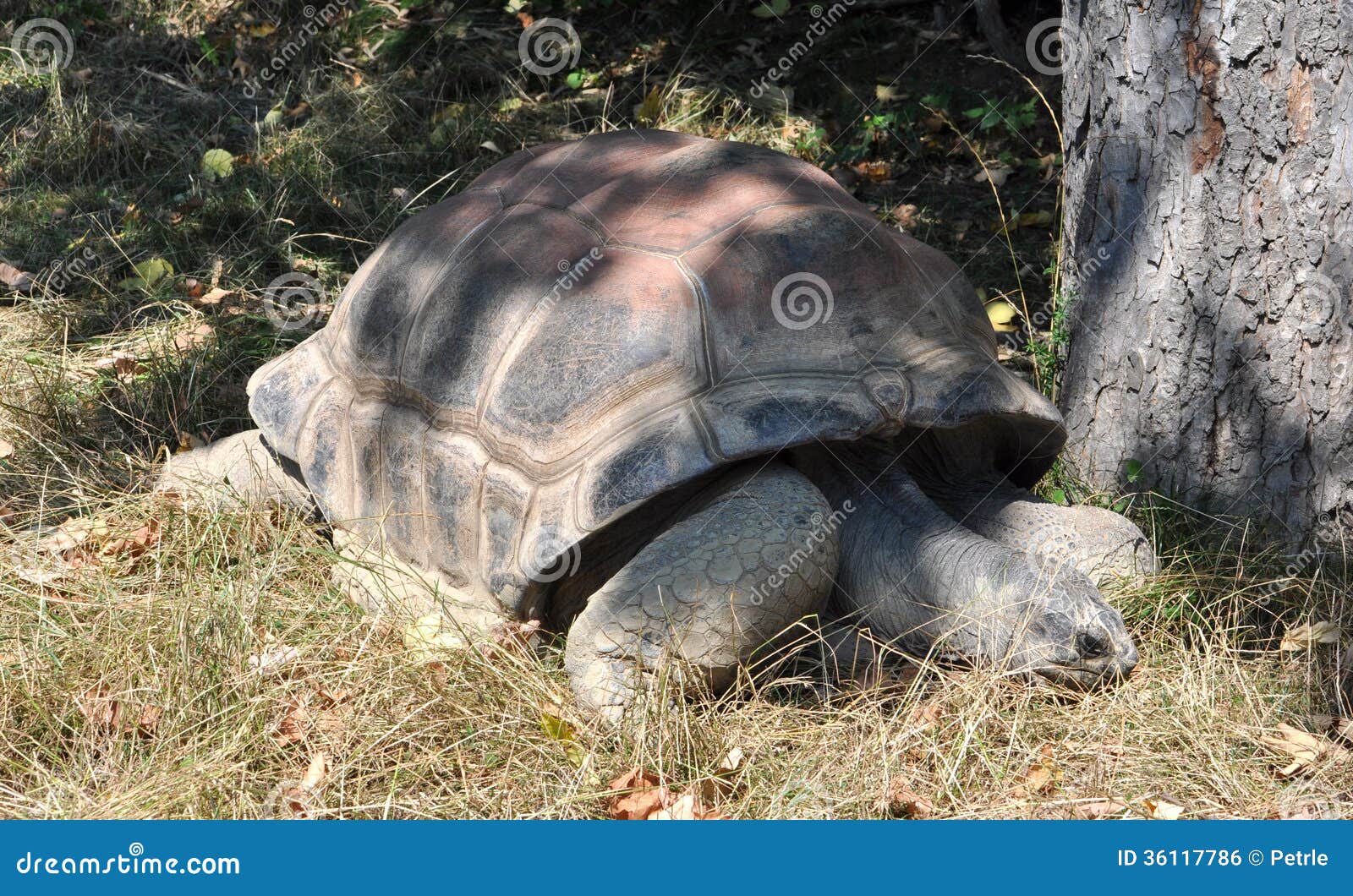 View of the old turtle stock photo. Image of nature, shell - 36117786