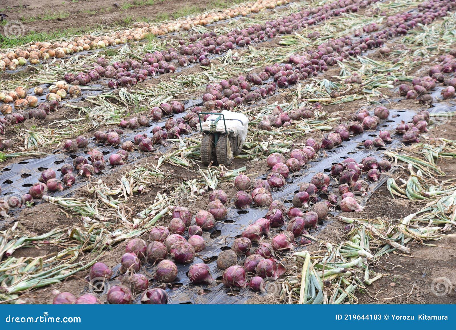 The Onion Field after Harvesting. Stock Image - Image of farmer, farm ...