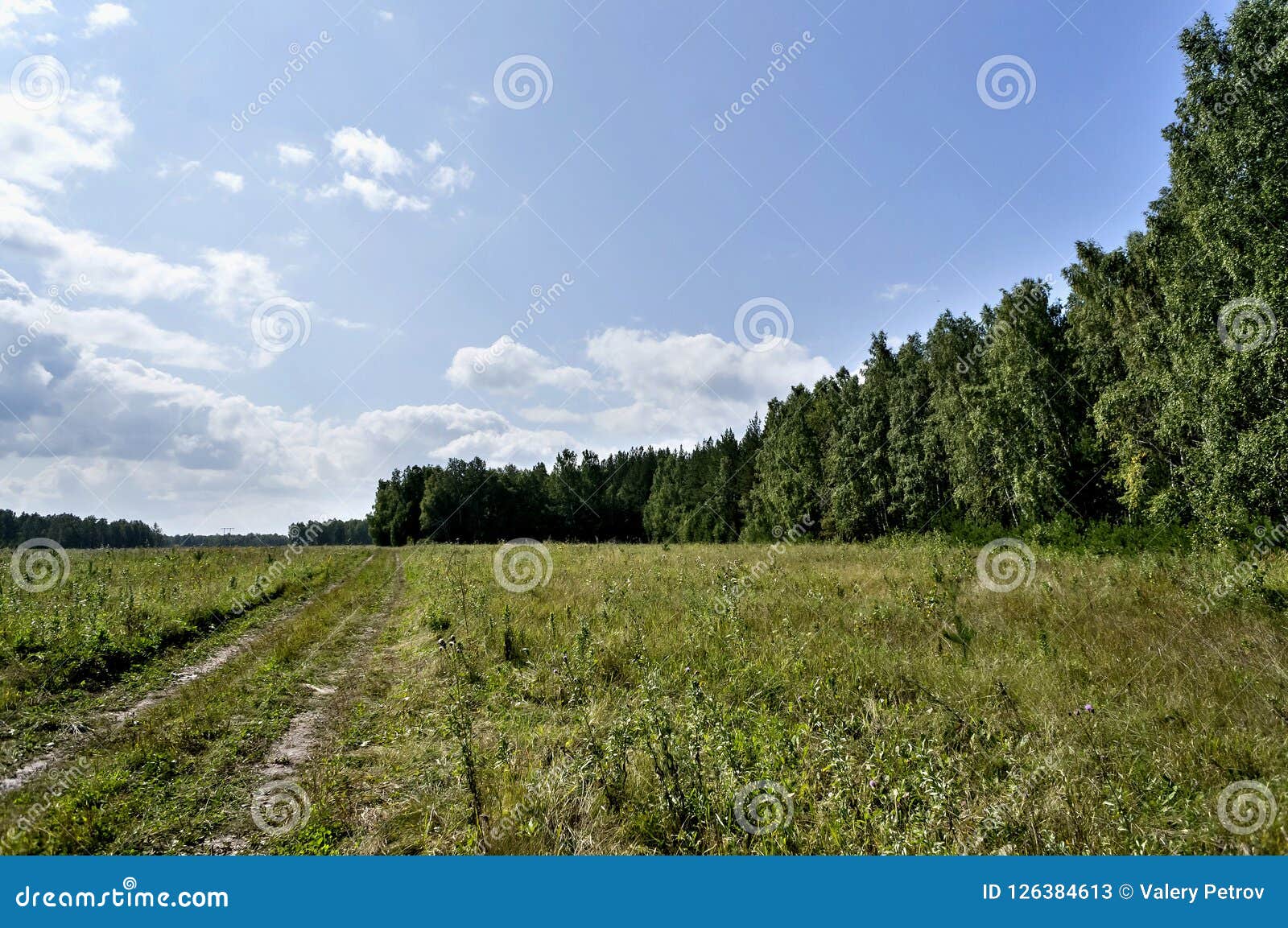 View of the Open Area on the Edge of the Forest Stock Image - Image of ...