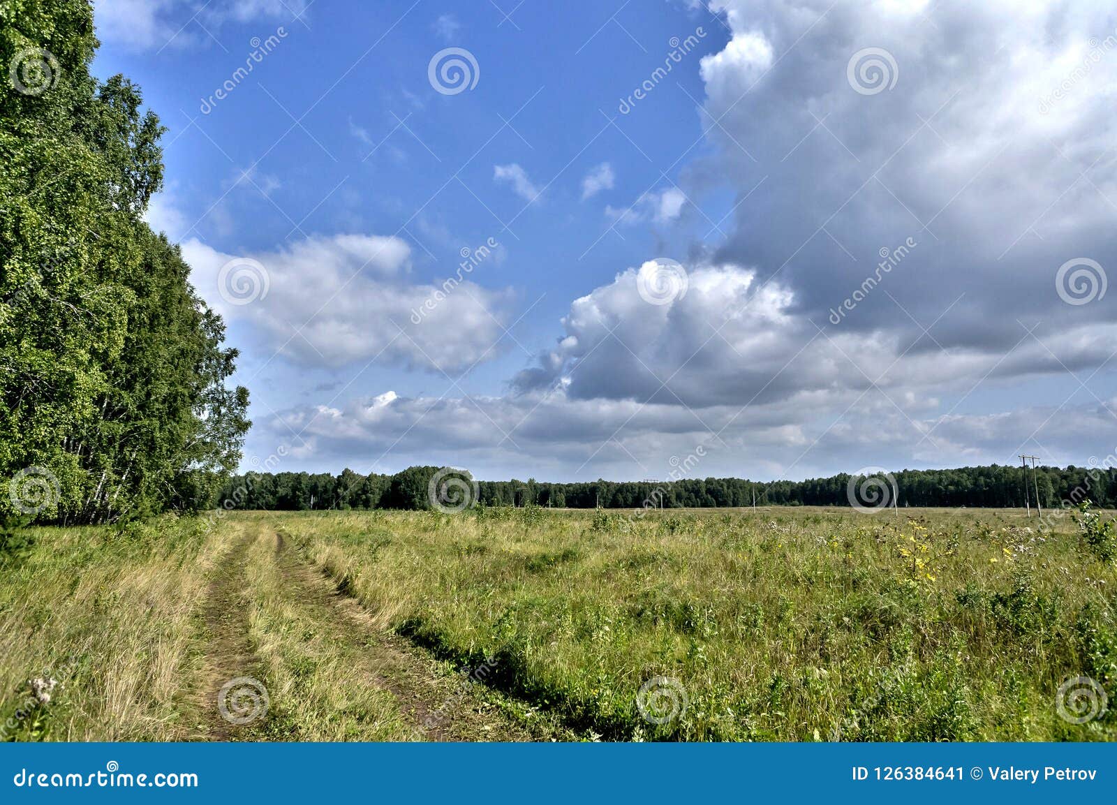 View of the Open Area on the Edge of the Forest Stock Image - Image of ...