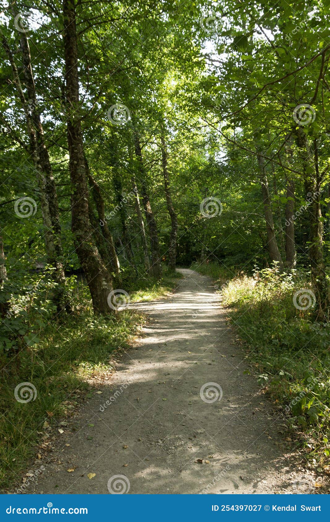 Forest path stock image. Image of green, public, devon - 254397027