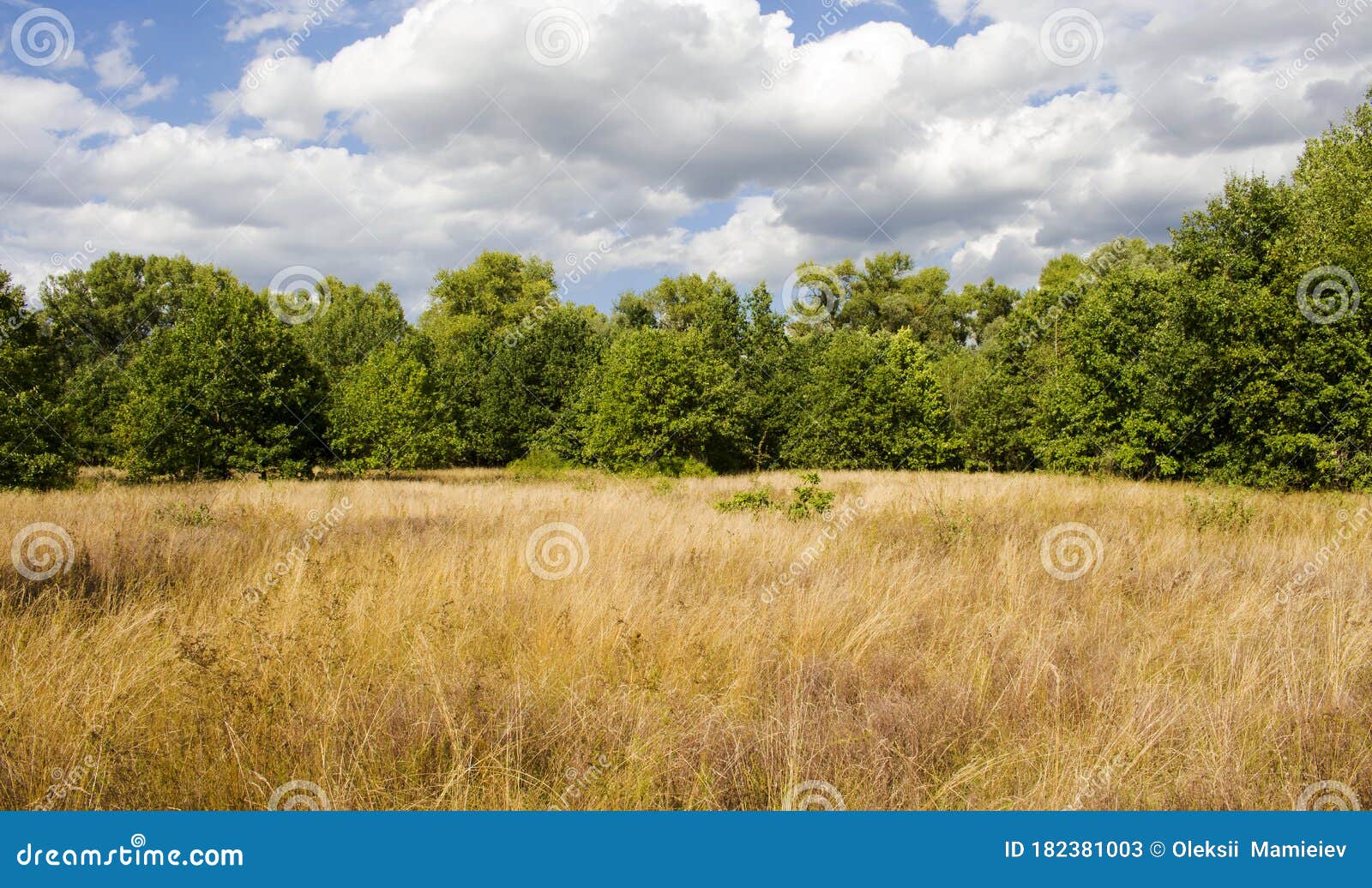 View of Open Spaces of Fields and Forest Belts Stock Image - Image of ...