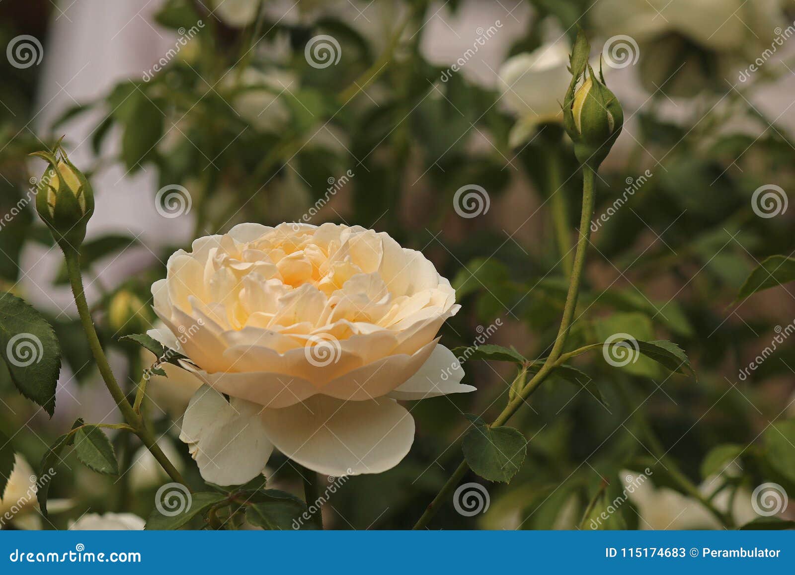 OPEN WHITE ROSE with CLOSED BUDS Stock Image - Image of foliage ...