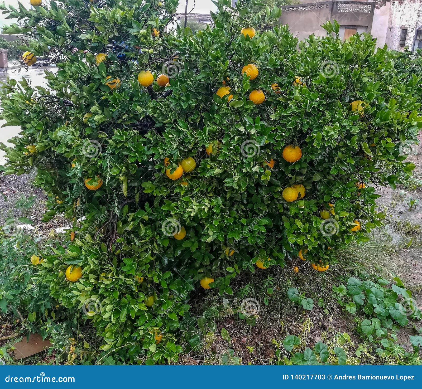 View of Orange Tree with Large Fruits Stock Image - Image of health ...