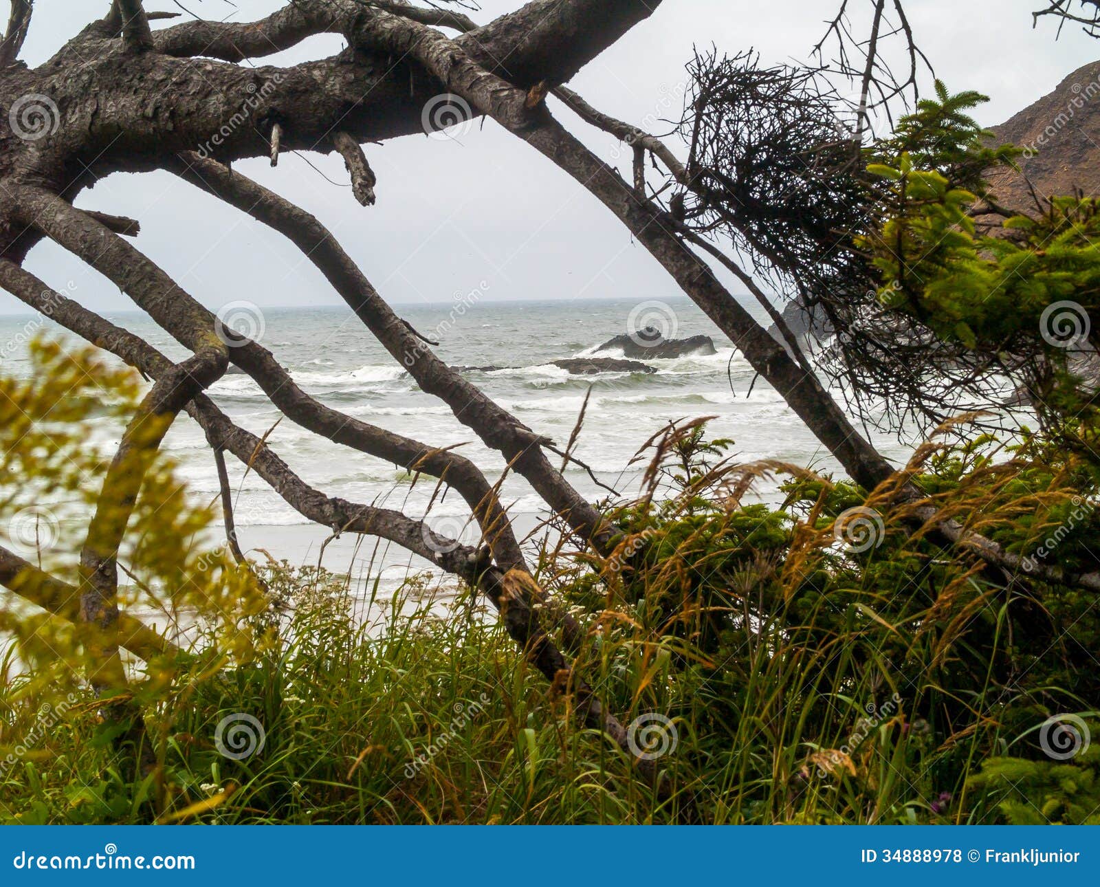 View of the Oregon Coast through the Trees Stock Photo - Image of clear ...