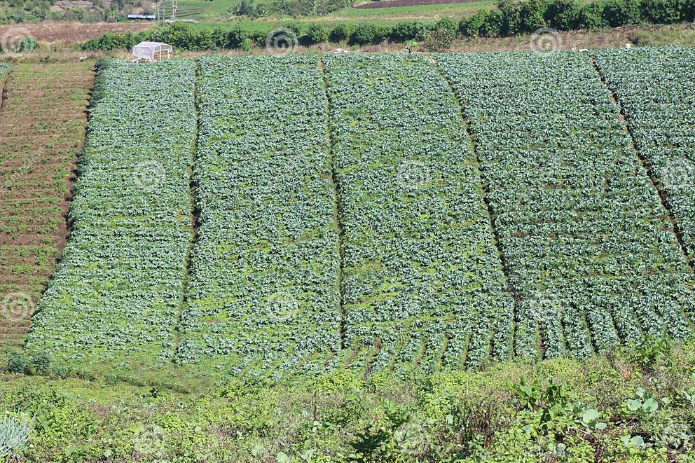 Organic Cabbage Cultivation on the Hill in Batu, East Java, Indonesia Stock Image - Image of ...