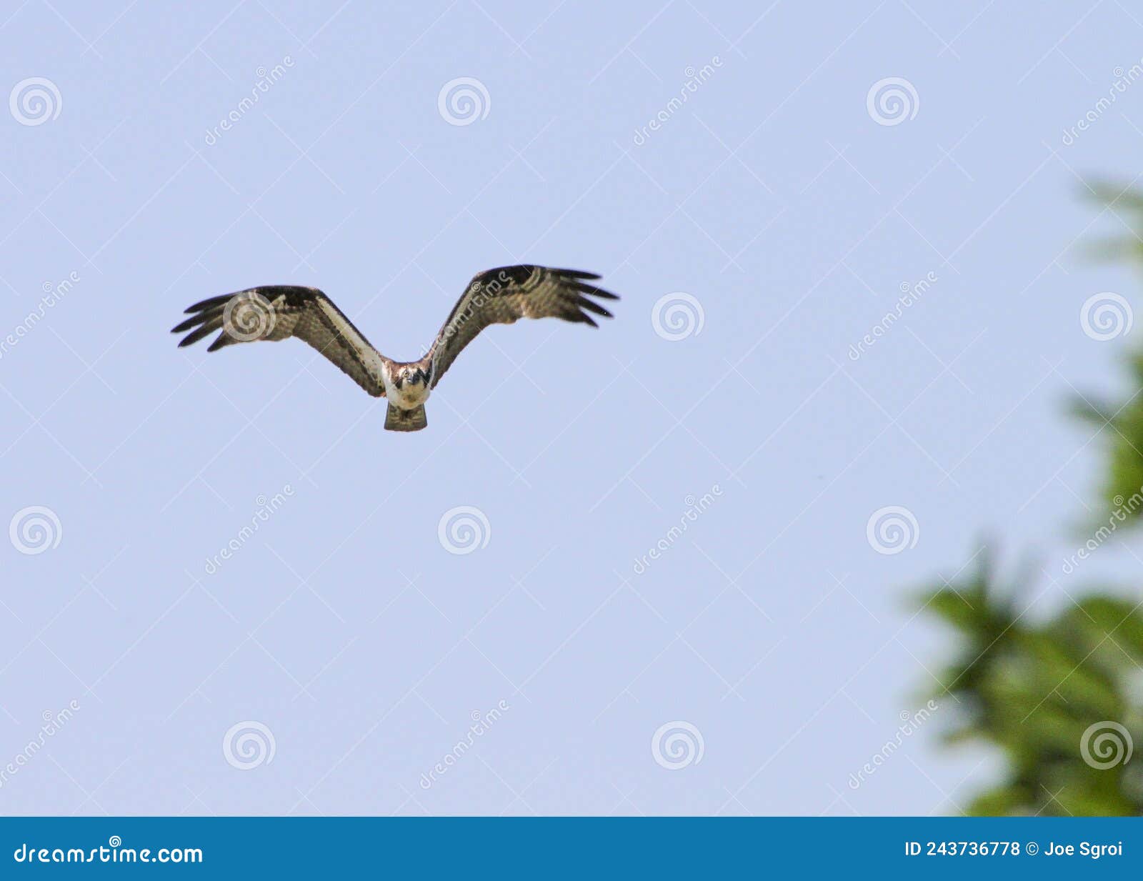 View of an Osprey in an Opened Winged Position with Its Feathered Wing ...