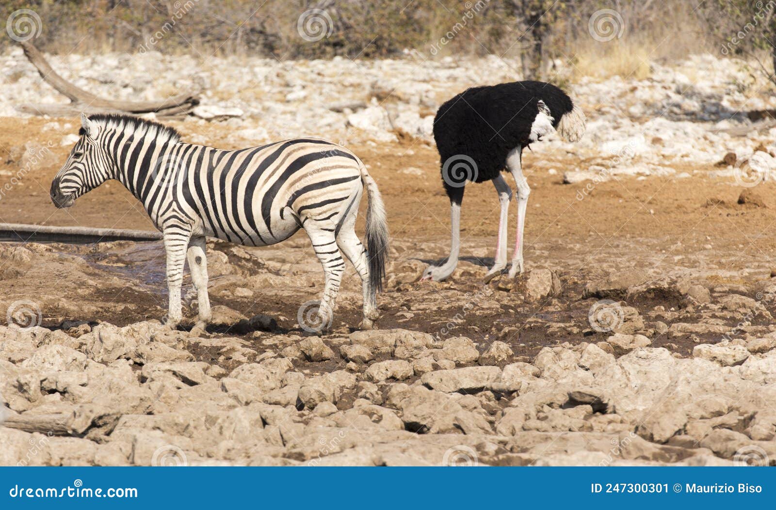 View of ostrich and zebra stock image. Image of savanna - 247300301