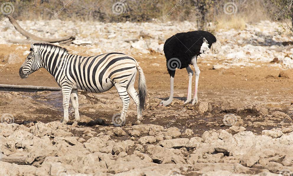 View of ostrich and zebra stock image. Image of savanna - 247300301