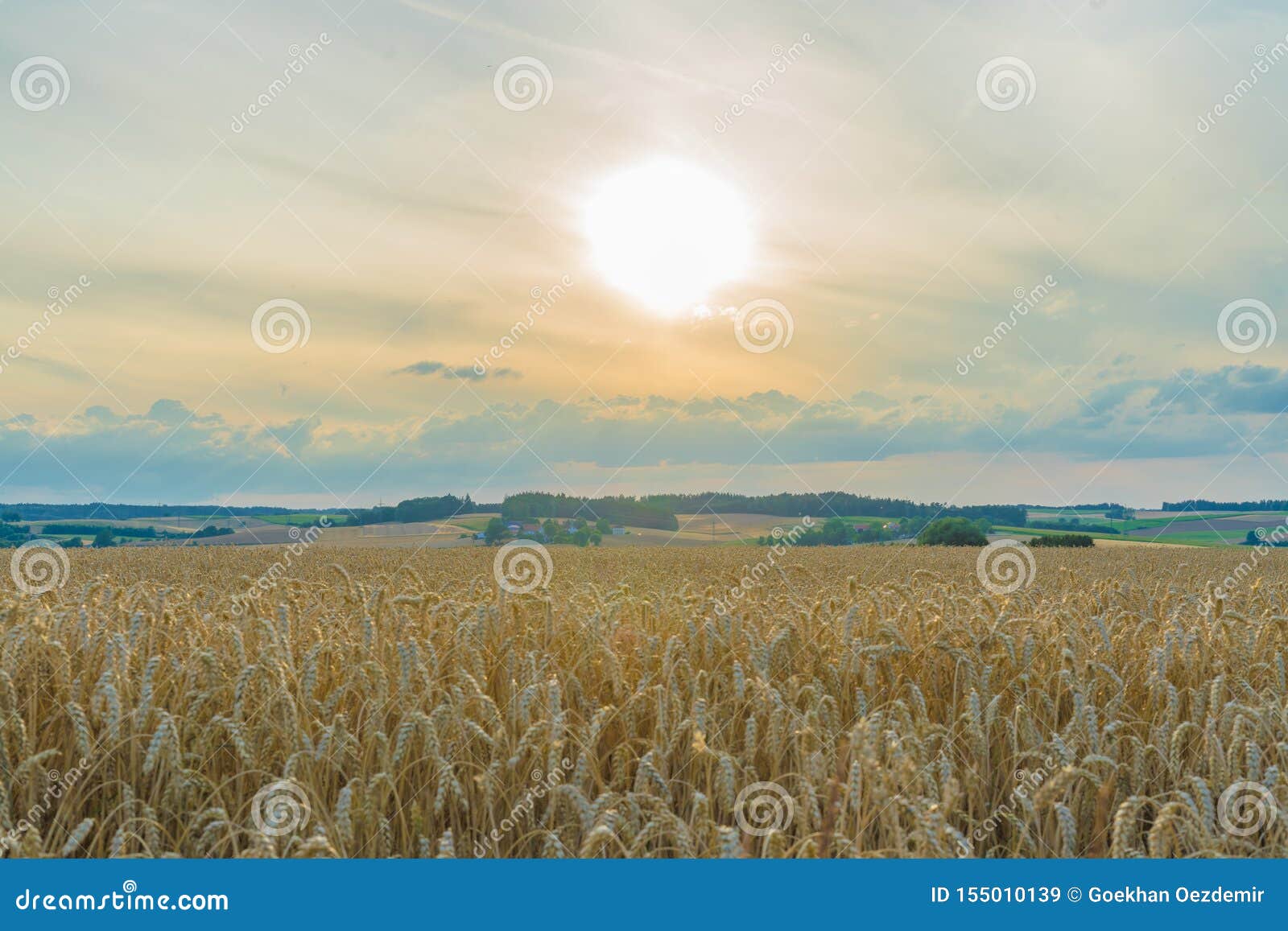 View Over Cornfield with Sunny Horizon Stock Image - Image of field ...