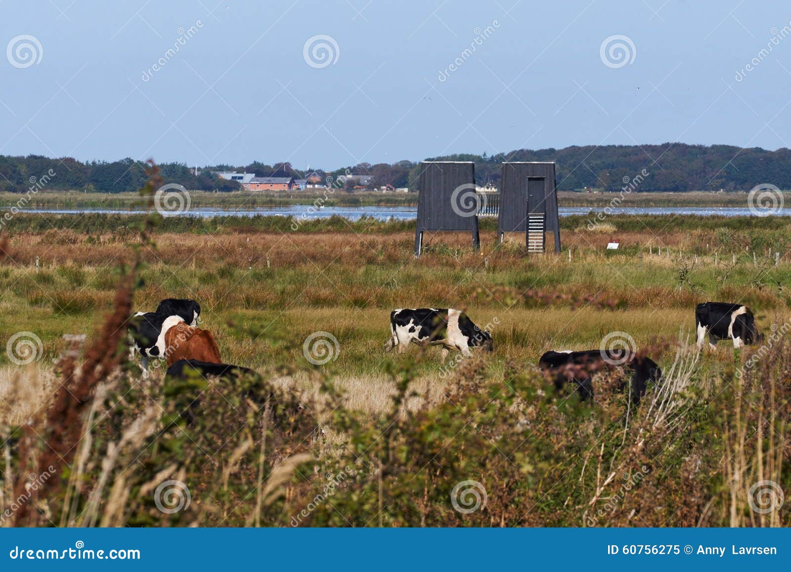 View Over Grynderup Lake in Salling, Denmark Stock Image - Image of ...