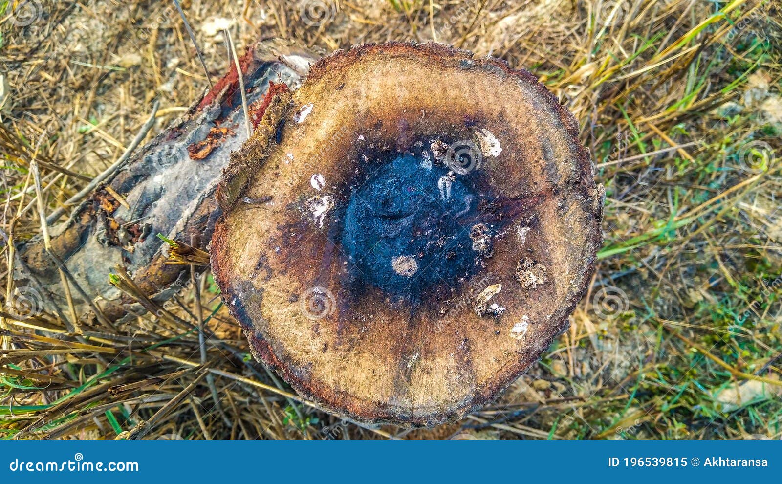 The View Over the Half-cut Tree. Stock Image - Image of wood, fungus ...