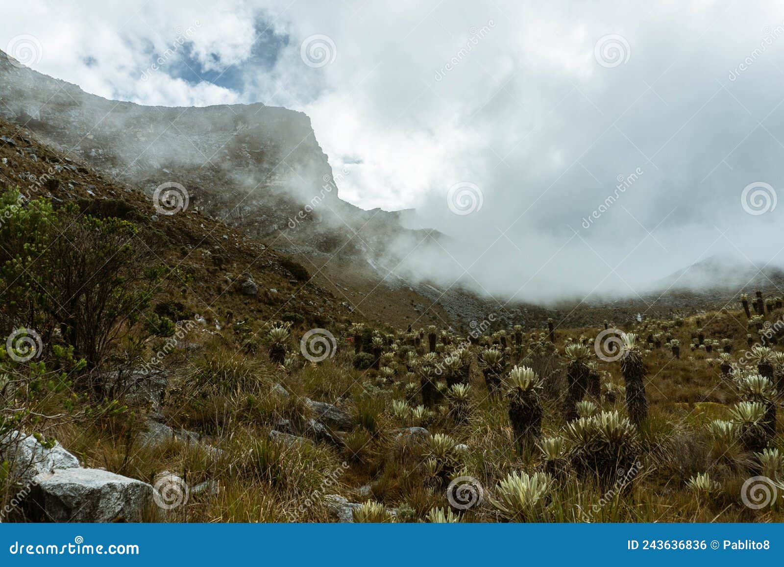 Paramo Ecosystem. High Mountain Vegetation In Andes Region. Frailejon ...