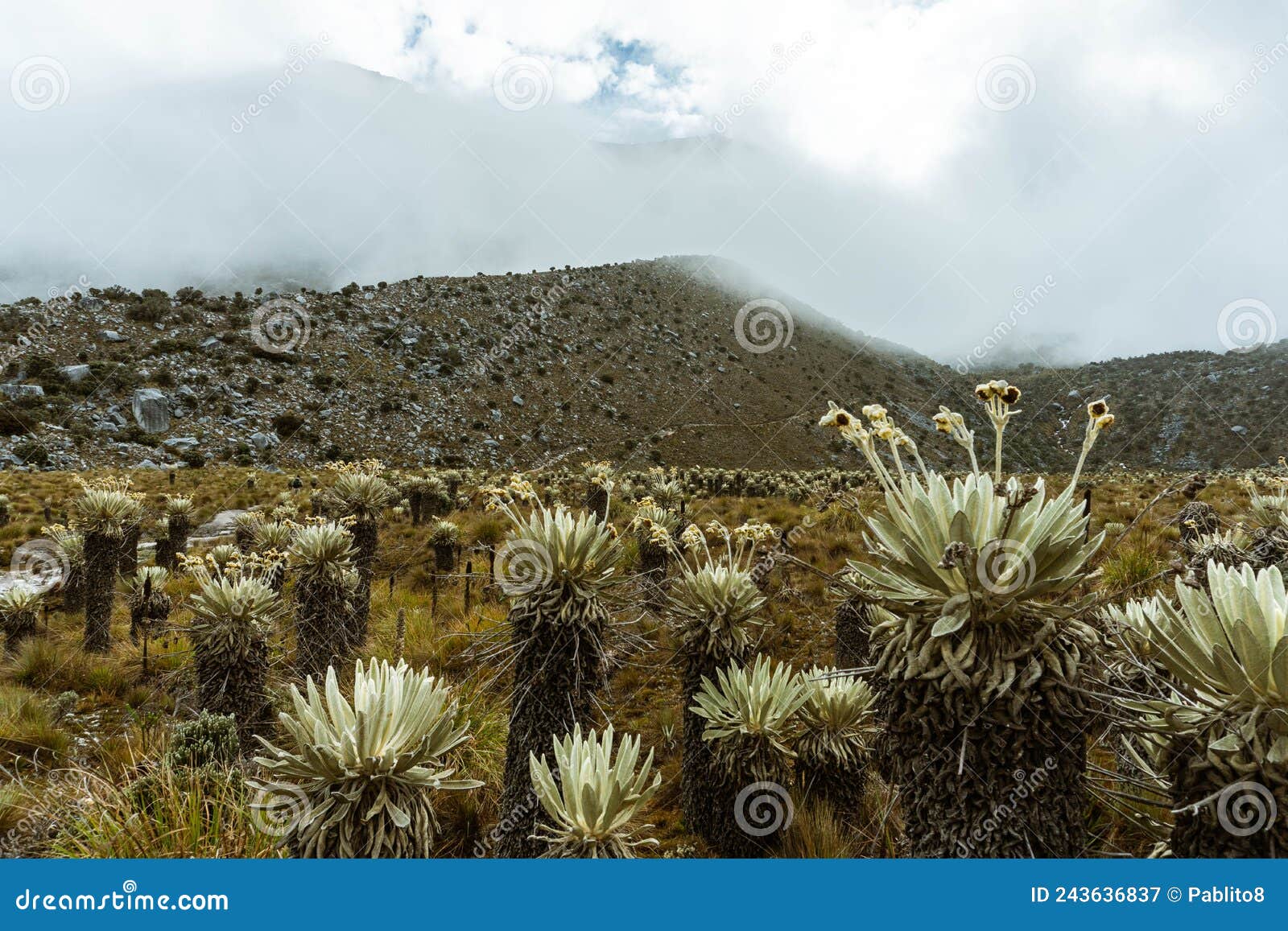 View Over the Paramo Ecosystem in Andes Mountains. Stock Image - Image ...