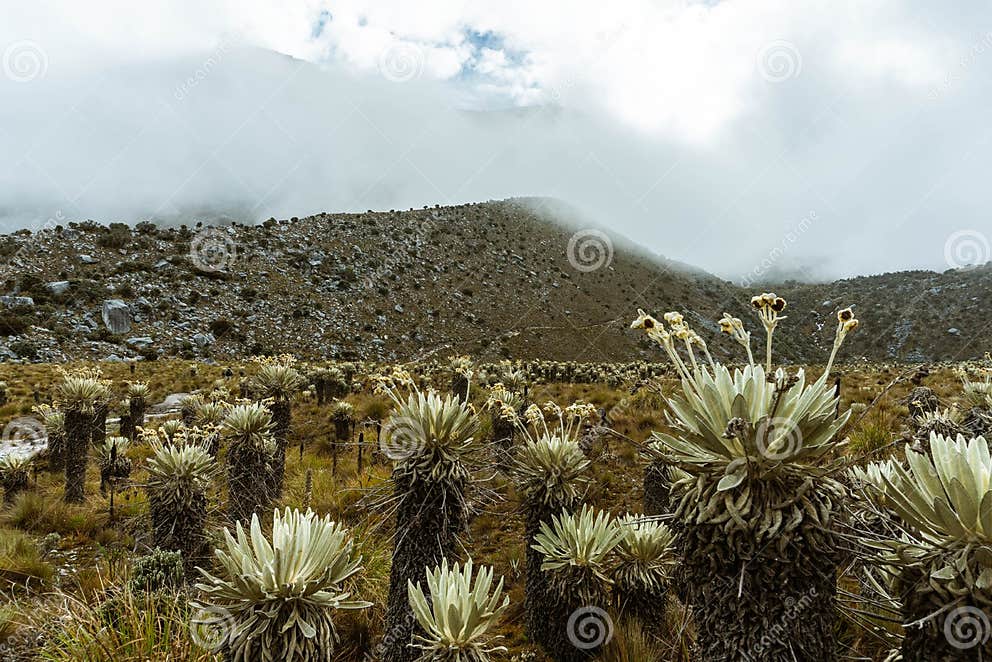 View Over the Paramo Ecosystem in Andes Mountains. Stock Image - Image ...
