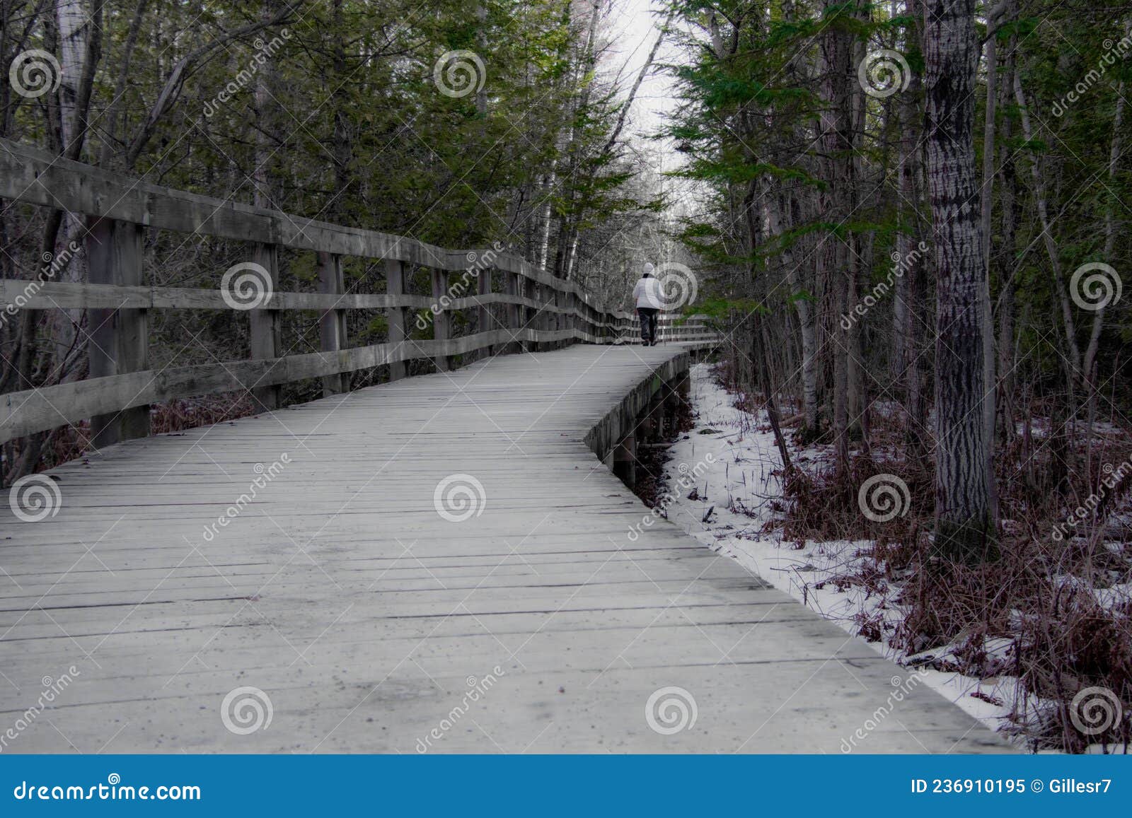 View Over Part of the Cherry River Swamp and Its Boardwalk Stock Image ...