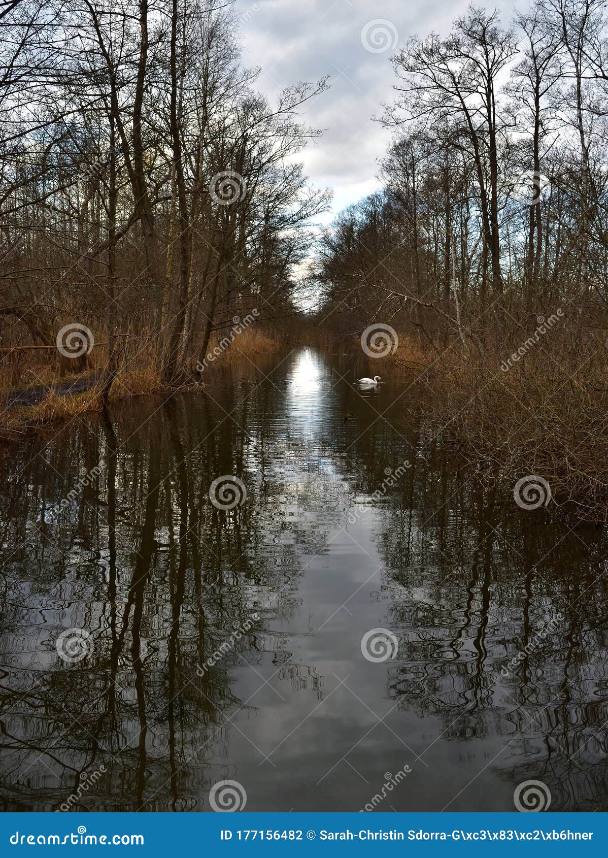 View Over a Pond with a Floating Swan Stock Photo - Image of view, swan ...