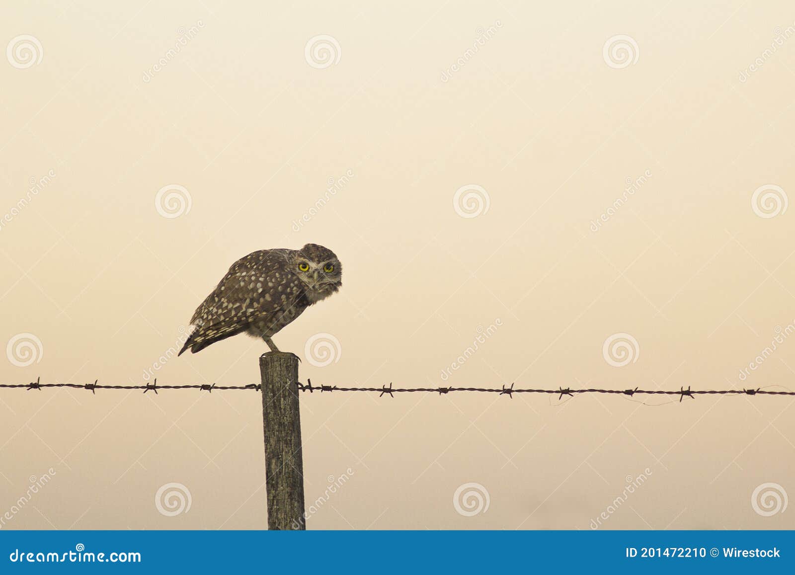 View of an Owl Bird Standing on a Bared Wire Post Stock Photo - Image ...