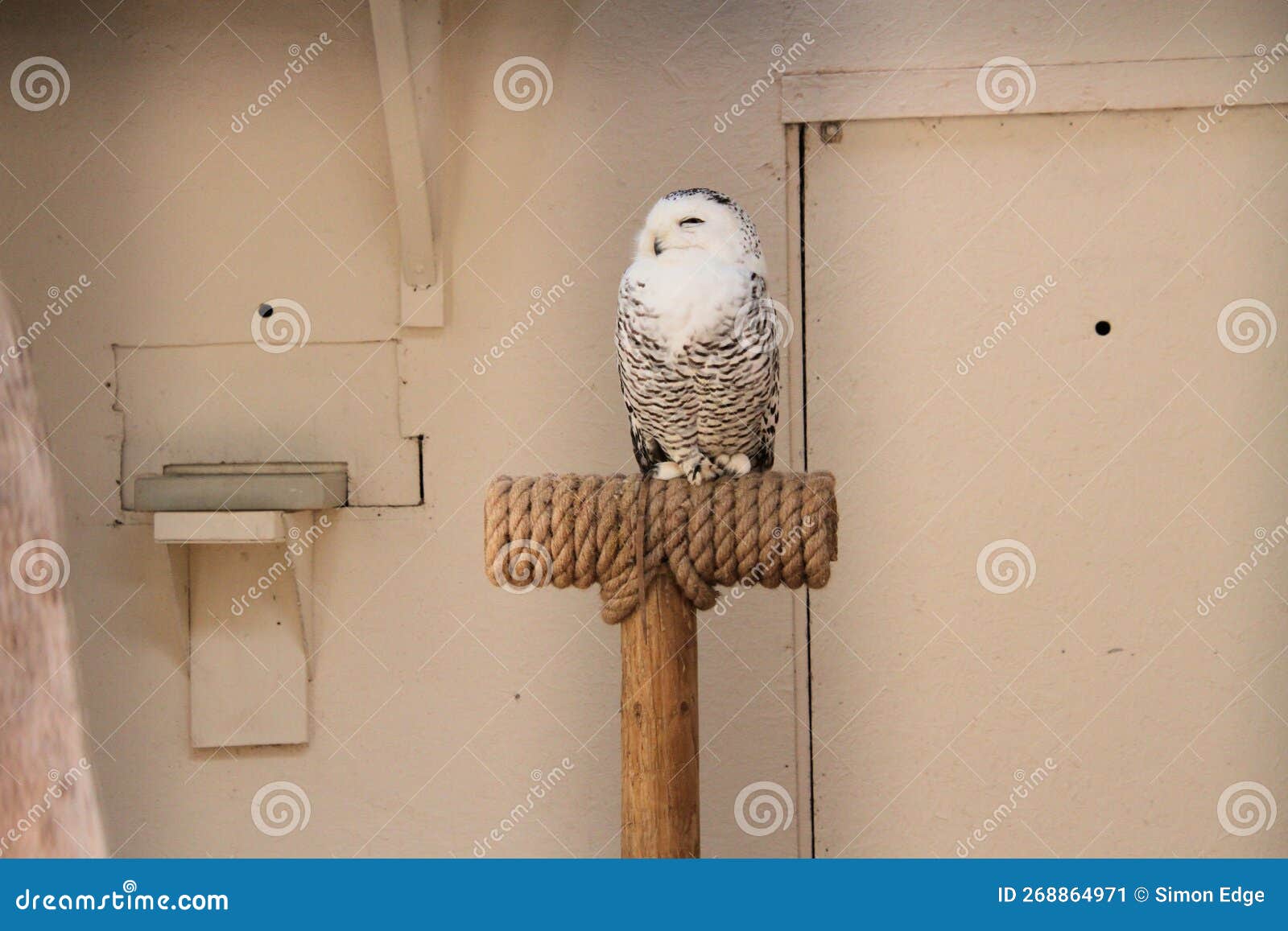 A View of an Owl on a Perch Stock Image - Image of bald, bird: 268864971