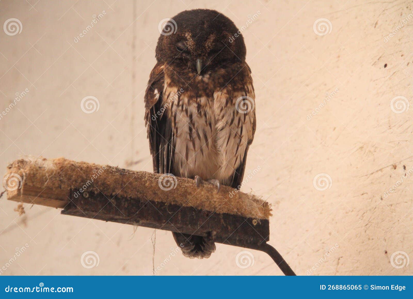 A View of an Owl on a Perch Stock Image - Image of bald, nature: 268865065