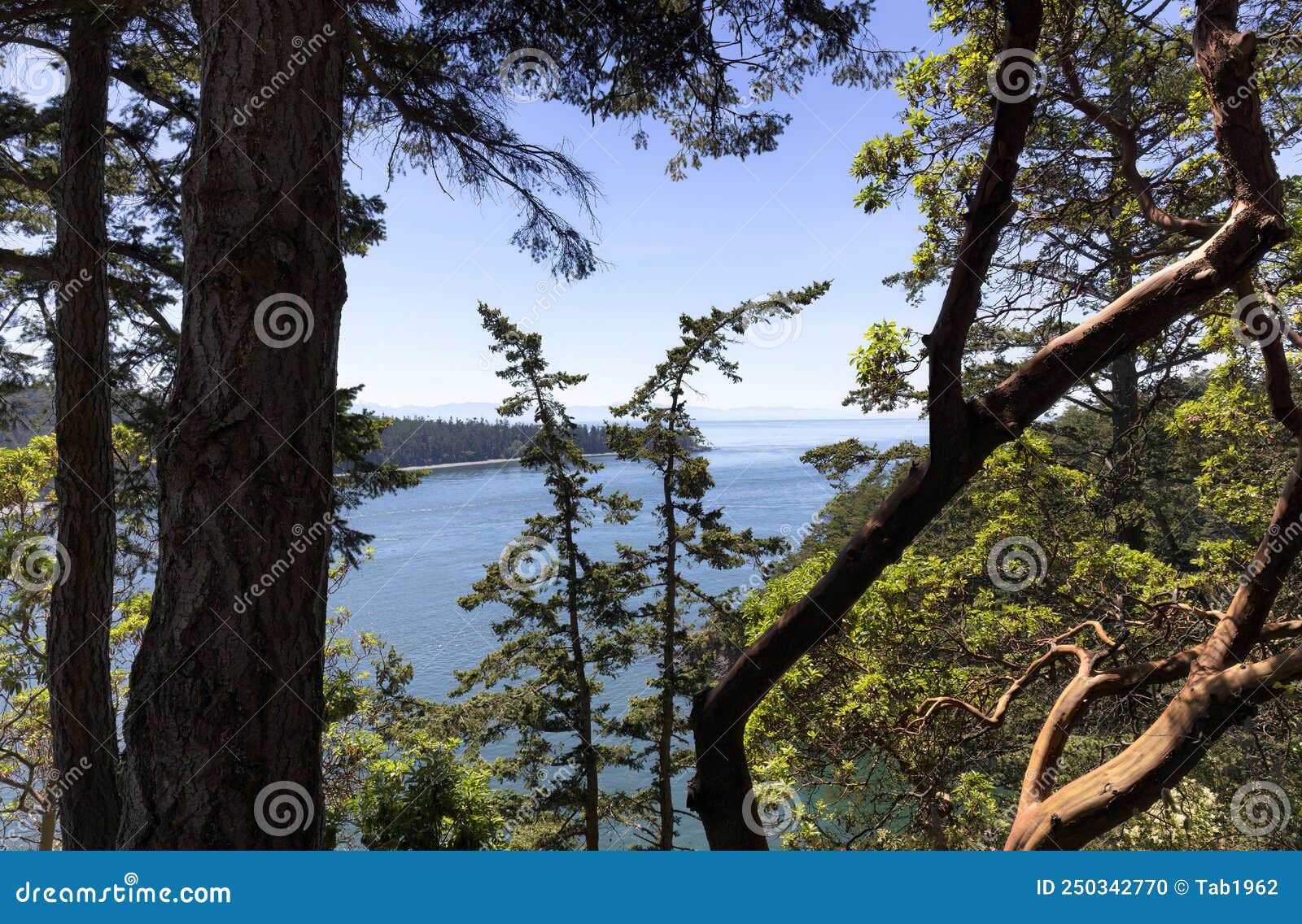 Pacific Madrone Tree Royalty-Free Stock Photo | CartoonDealer.com #15761163