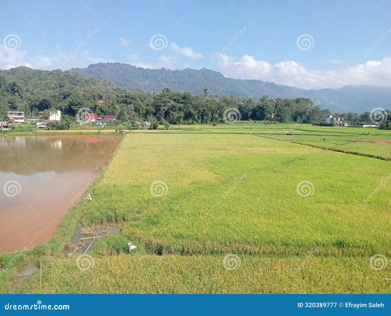View of Paddy and Paddy Field, Plants, Mountain Stock Image - Image of ...