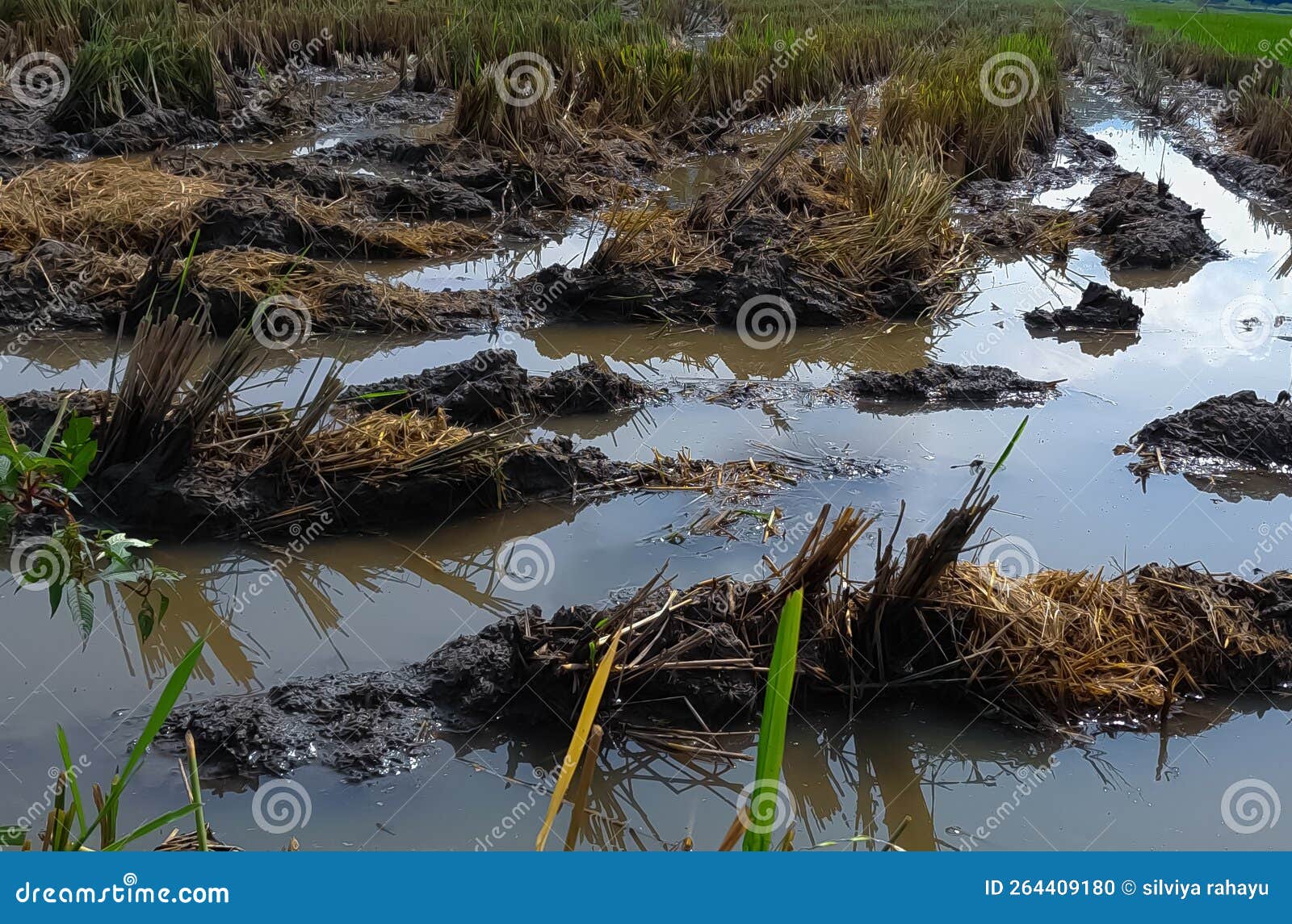 View of Paddy Fields after Rice Harvest Stock Photo - Image of swamp ...