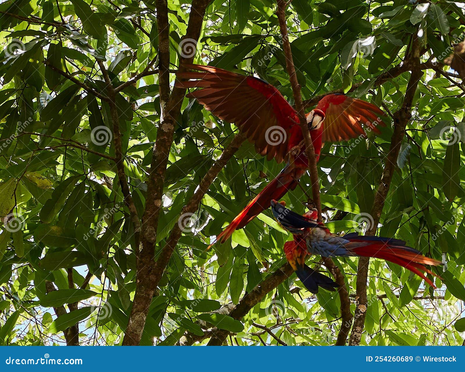 View of the Pair of Red Macaw Birds on a Tree Branch Stock Image ...